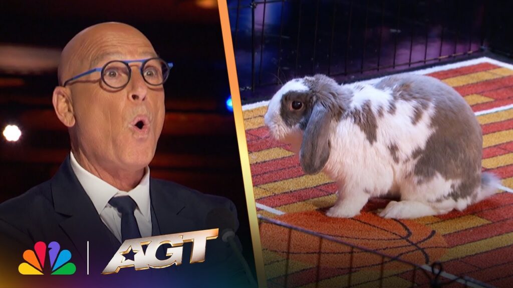 THE BUNNY WHO COULD BE KING: Is Bini the Most Talented Pet in History ...